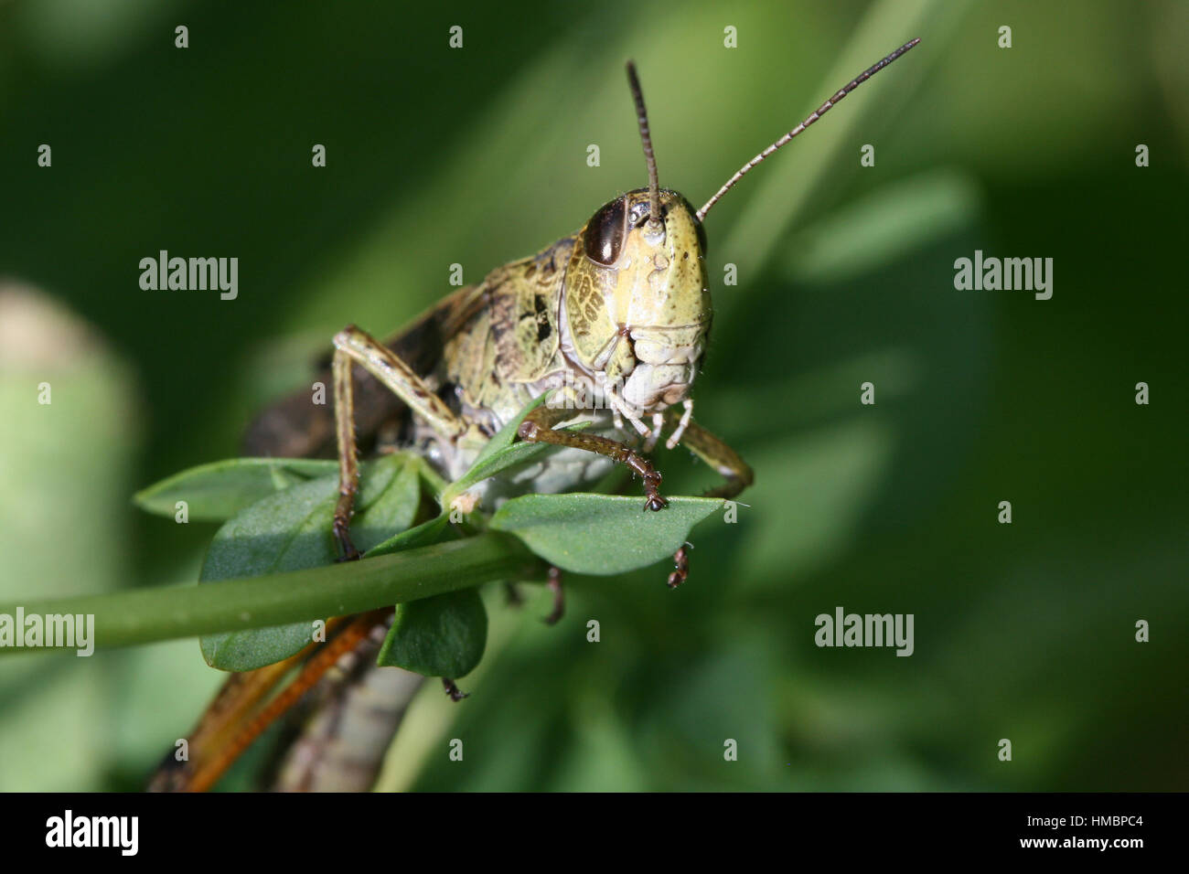 Greasy grass hi-res stock photography and images - Alamy