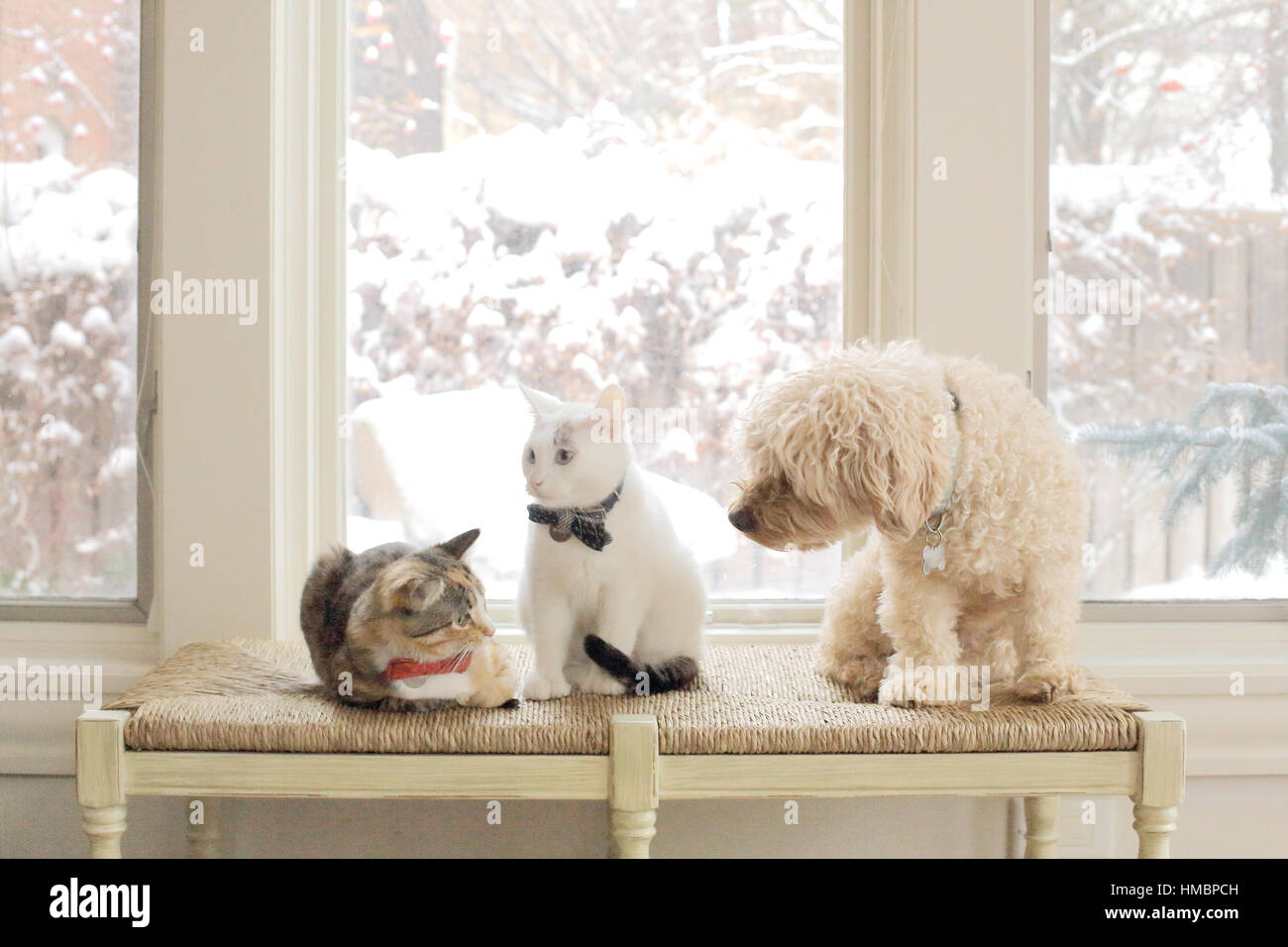 Three pets, two cats and a dog interact on a bench in a sunlit room ...