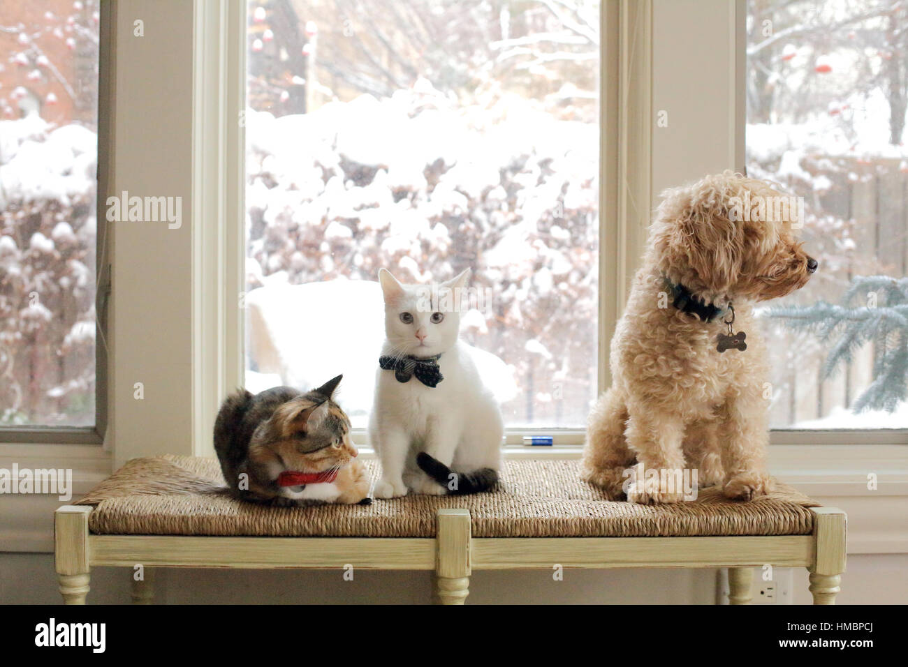 Three animals hi-res stock photography and images - Alamy