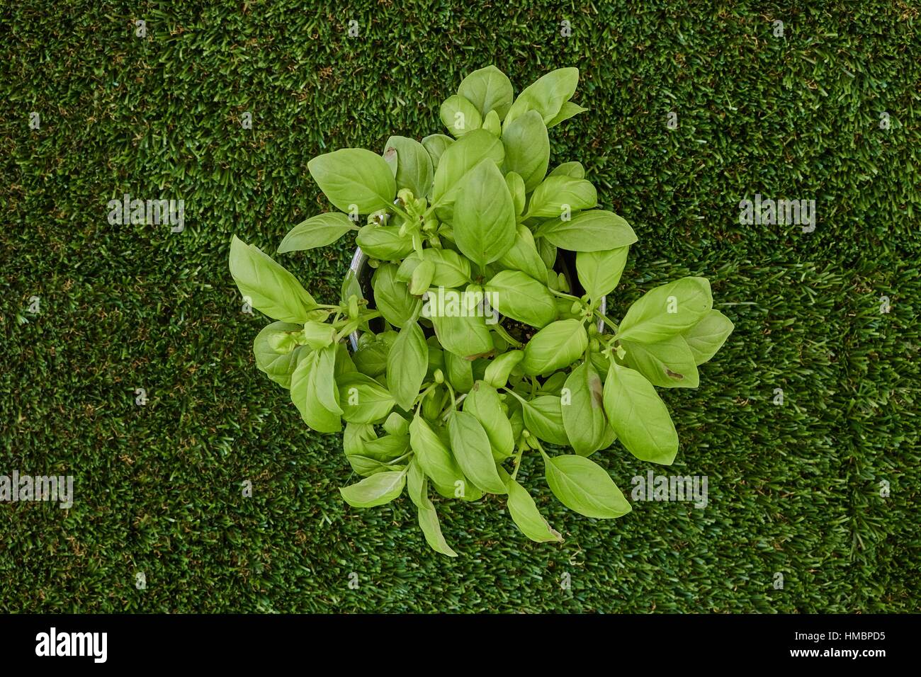 A studio photo of potted basil Stock Photo - Alamy