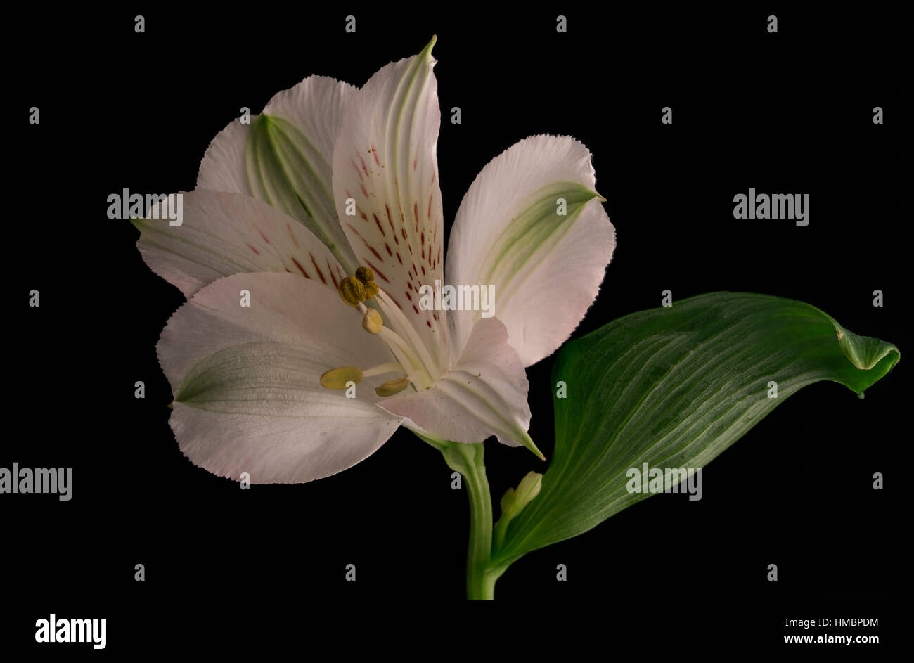 White alstroemeria hi-res stock photography and images - Alamy