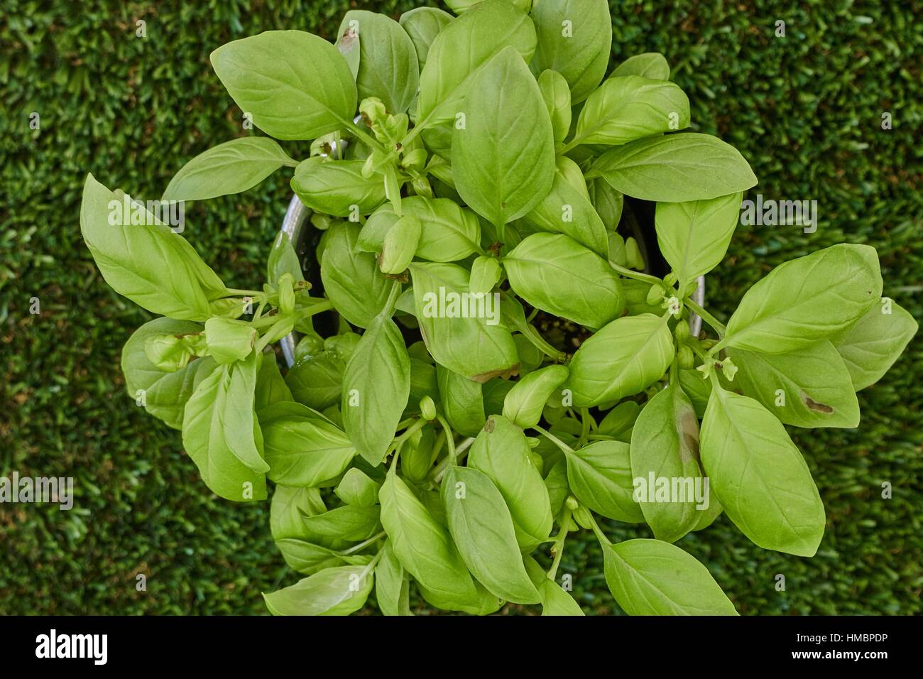 A studio photo of potted basil Stock Photo - Alamy