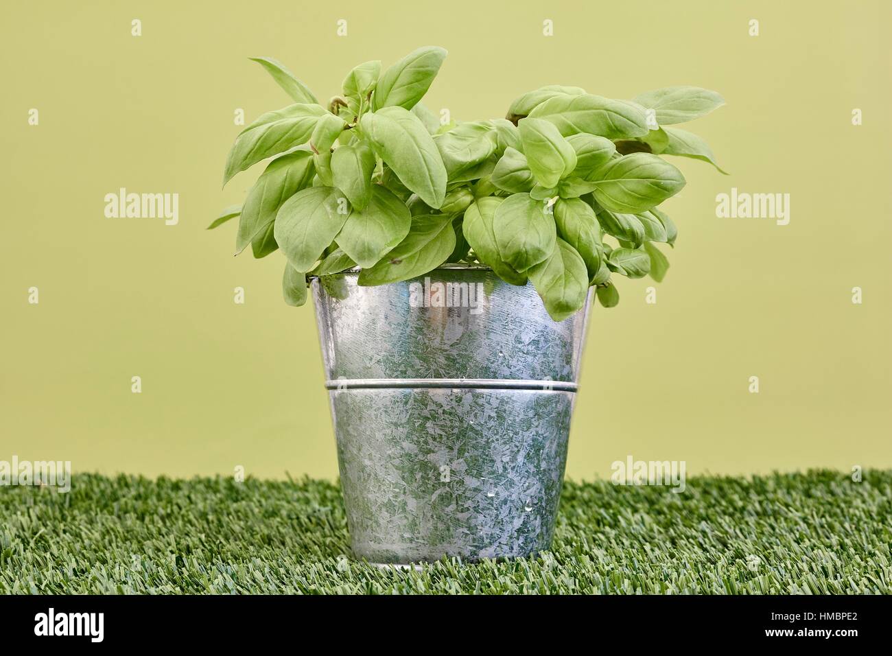 A studio photo of potted basil Stock Photo - Alamy