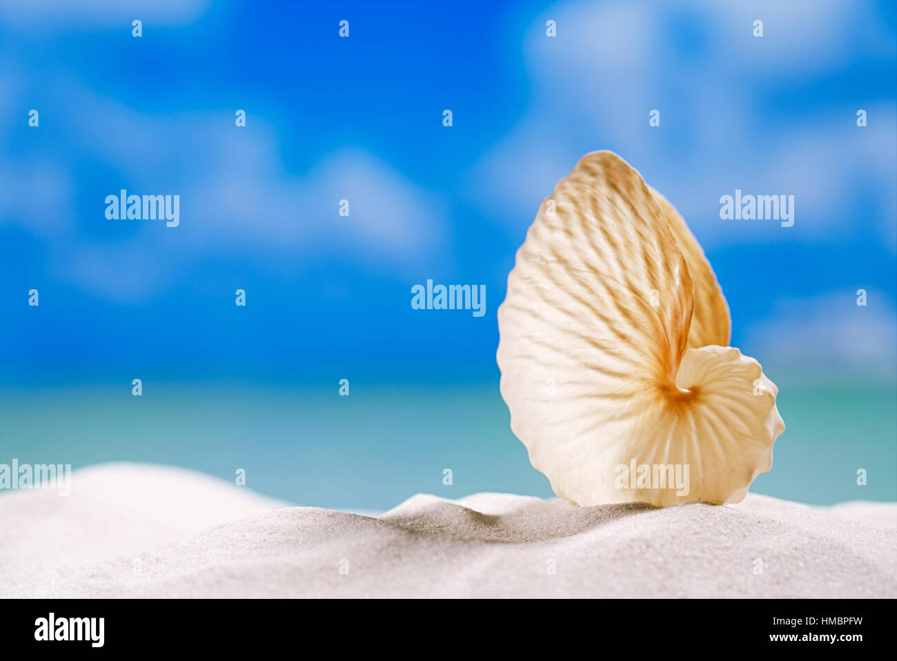 Paper Nautilus Shell