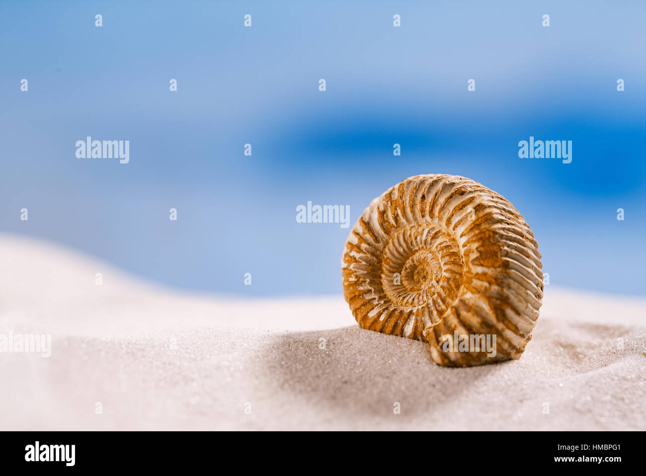ammonite nautilus shell on white beach sand and blue seascape ...