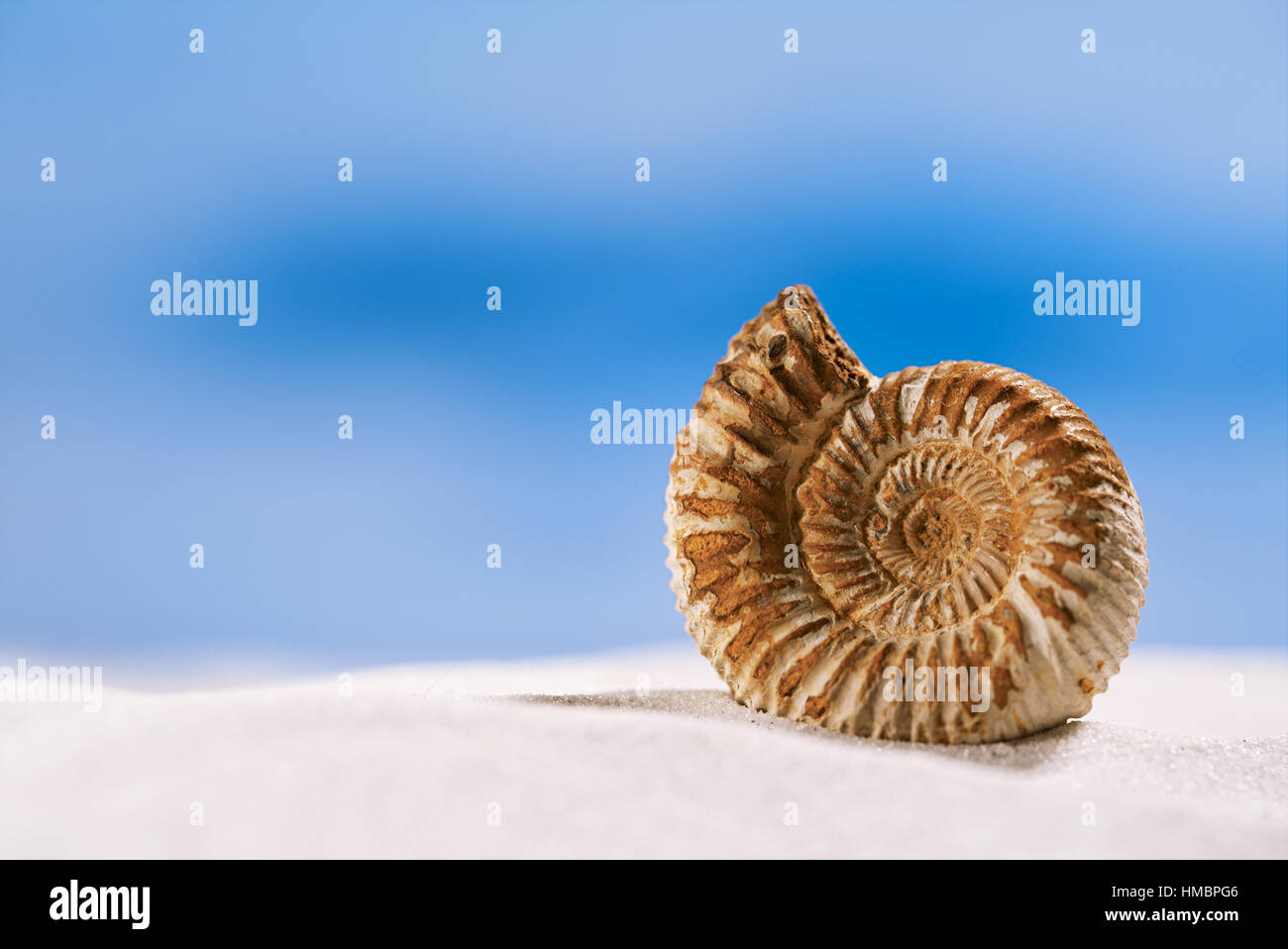 ammonite nautilus shell on white beach sand and blue seascape ...