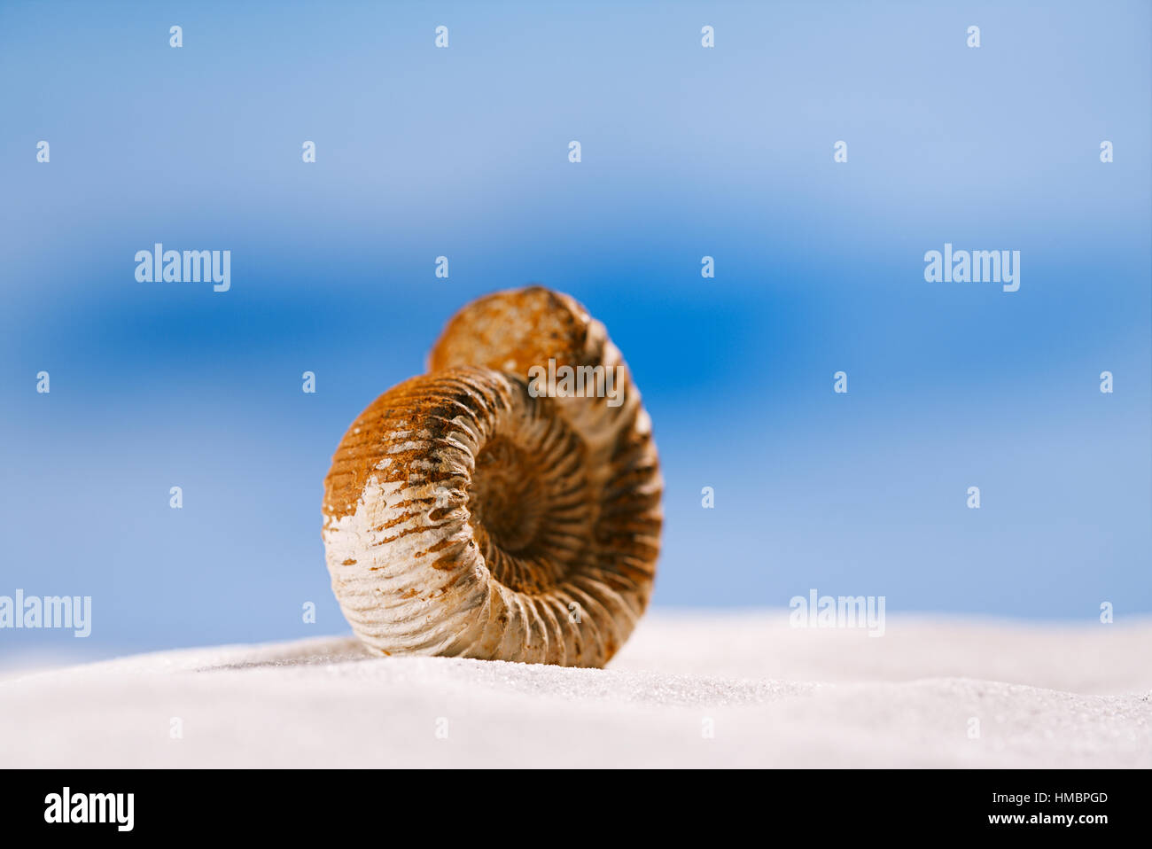 ammonite nautilus shell on white beach sand and blue seascape ...