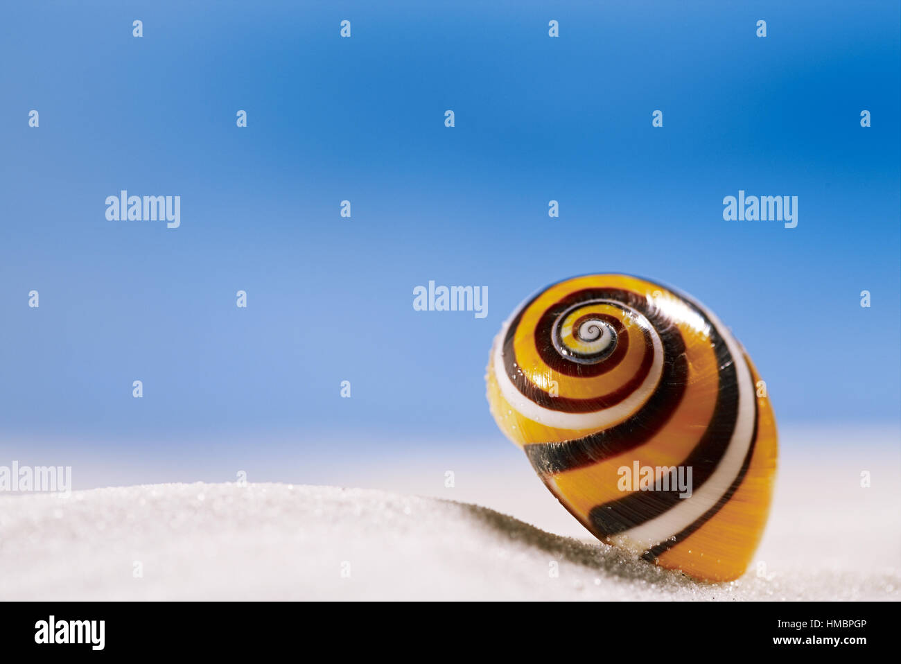 Polymita hi-res stock photography and images - Alamy