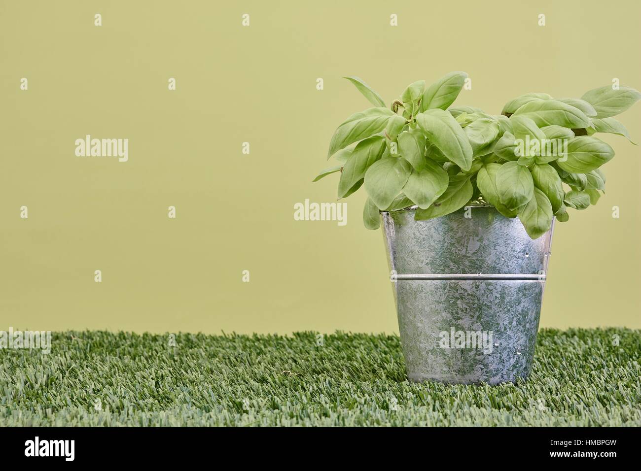 A studio photo of potted basil Stock Photo - Alamy
