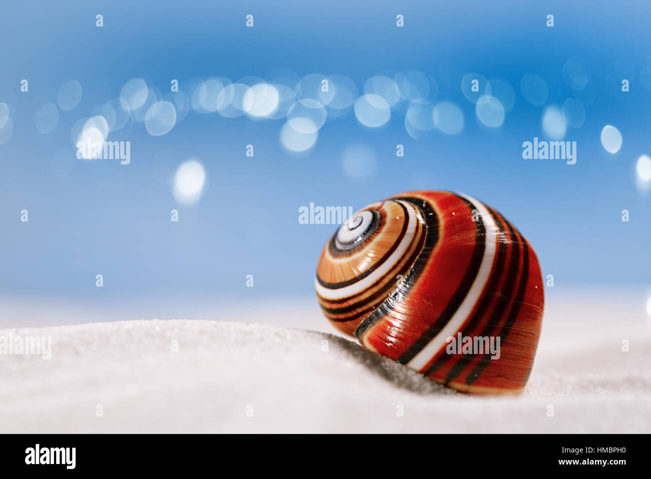 bright polymita shell on white beach sand under the sun light, shallow ...