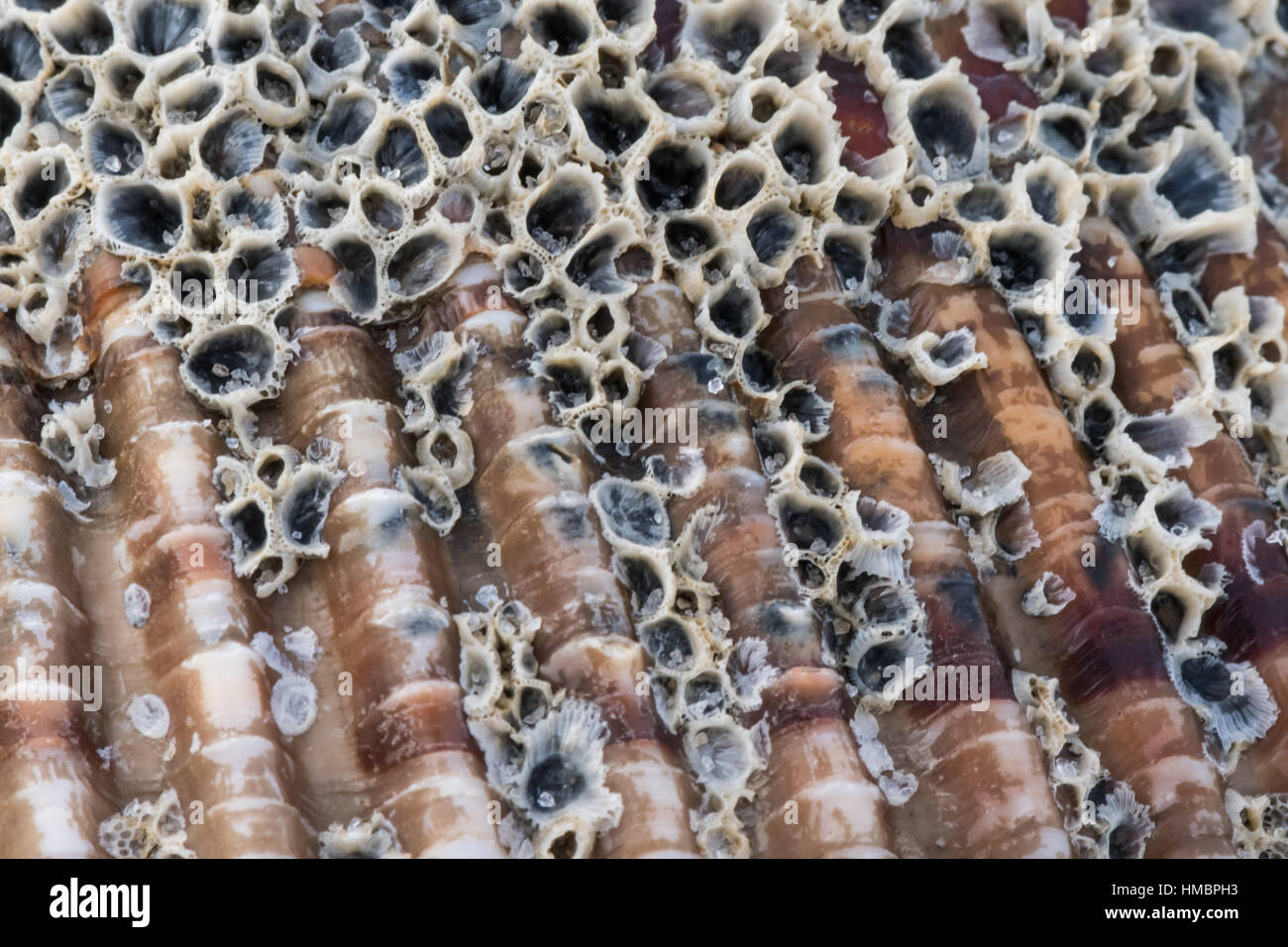 Close Up of Barnacles on Shell Texture extreme close up Stock Photo - Alamy