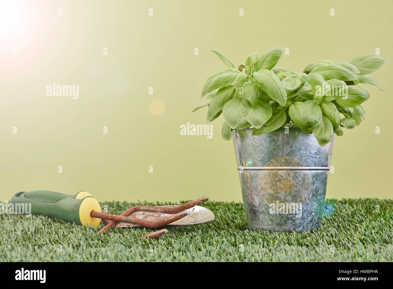 A studio photo of potted basil Stock Photo - Alamy