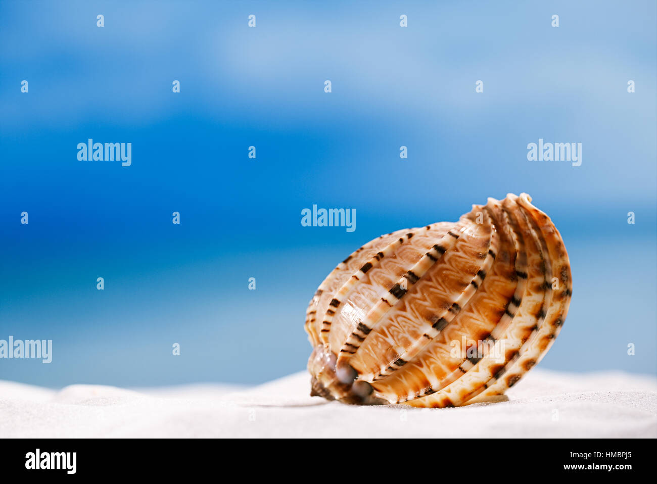 tropical seashell sea shell with ocean , beach and seascape, shallow ...