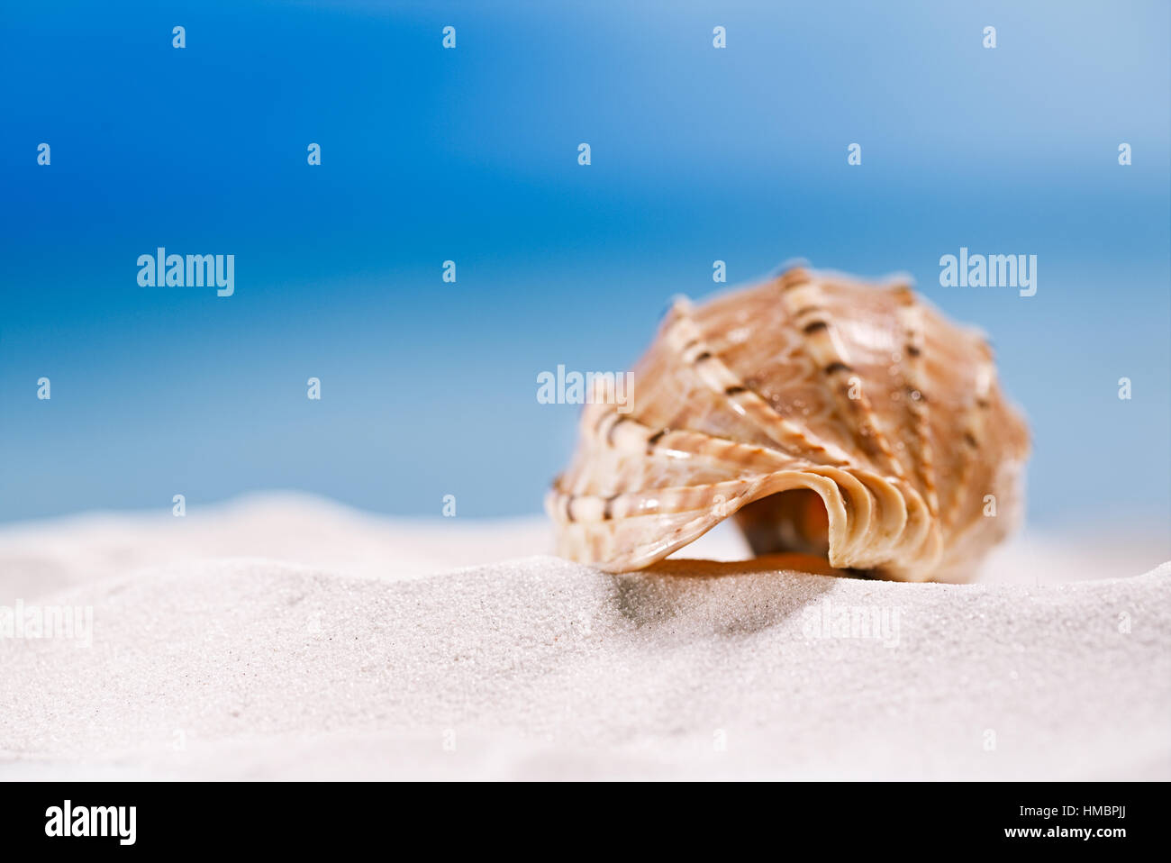 tropical seashell sea shell with ocean , beach and seascape, shallow ...