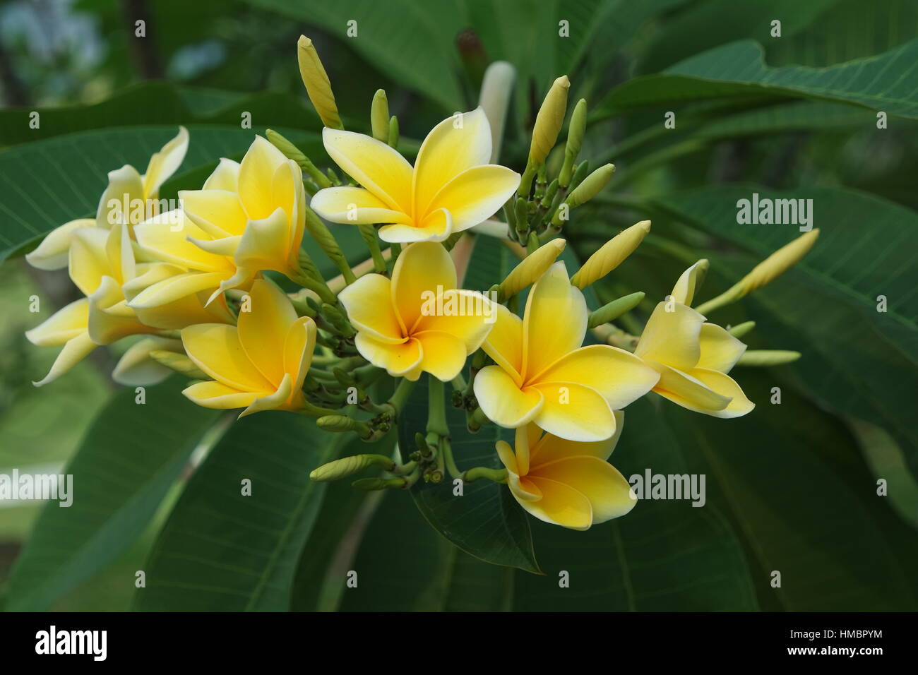 Flower in Singapore Stock Photo - Alamy