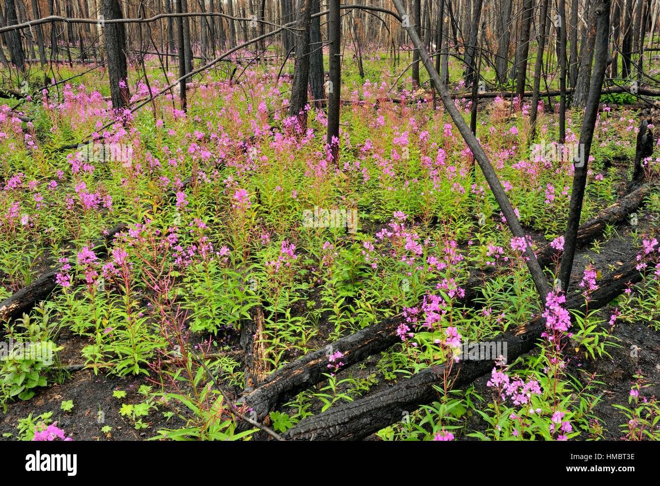 Northwest territories flower hi-res stock photography and images - Alamy