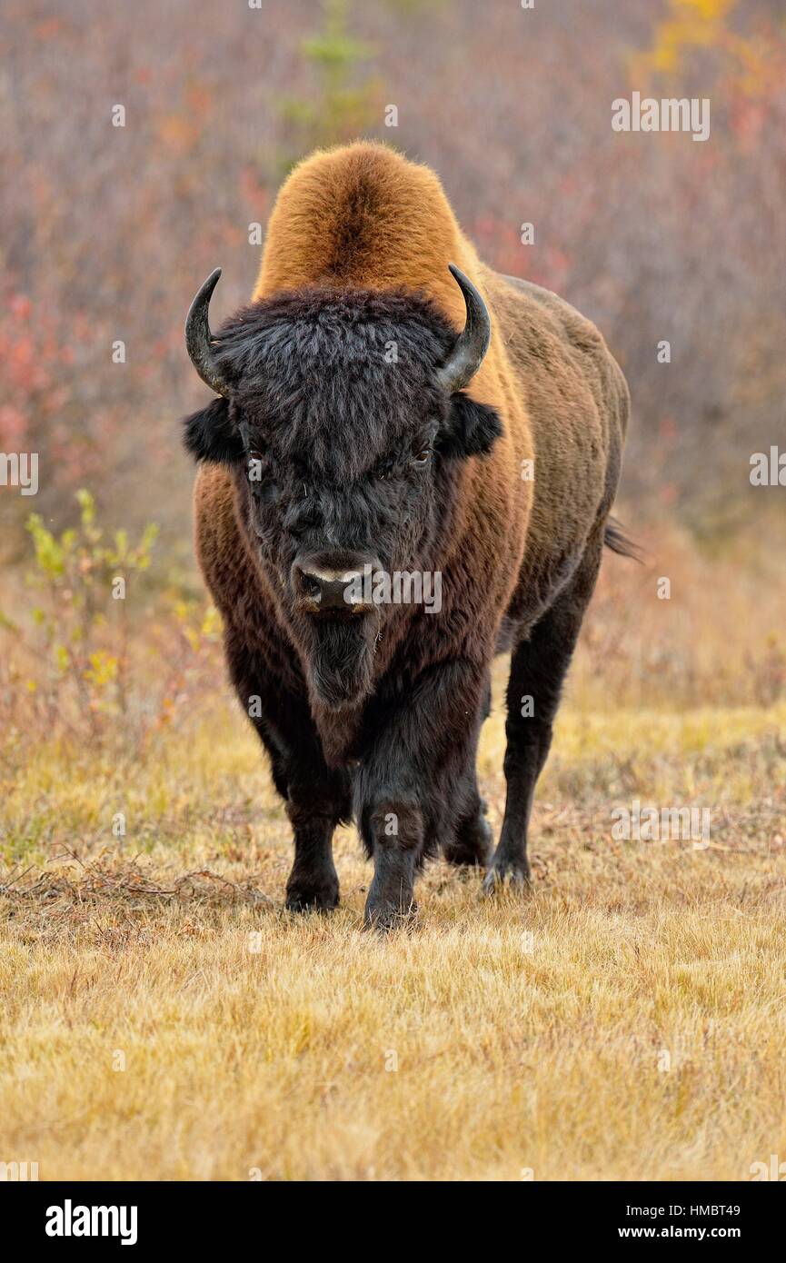 Native american territories hi-res stock photography and images - Alamy
