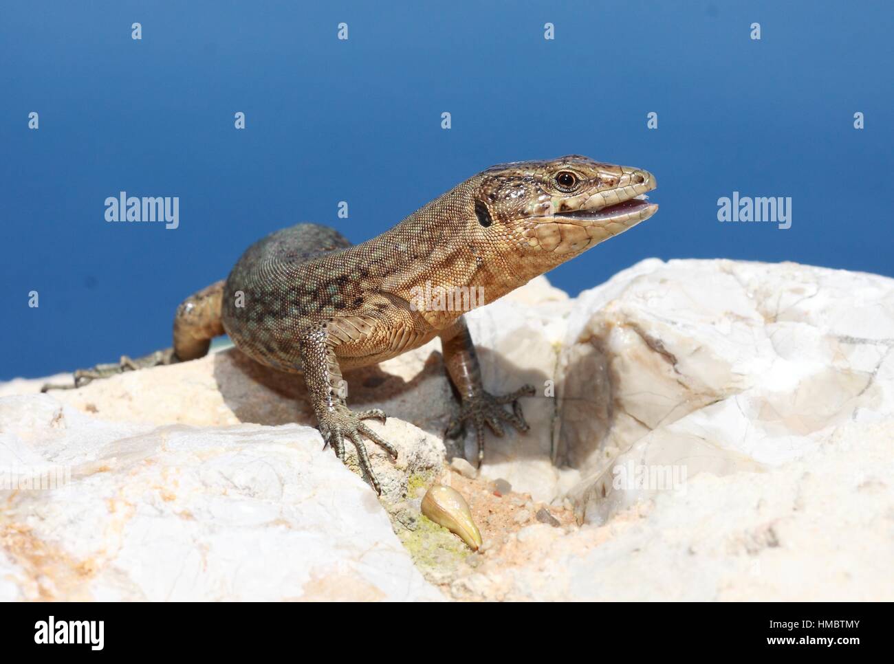 Balearic wall lizard podarcis lilfordi hi-res stock photography and ...