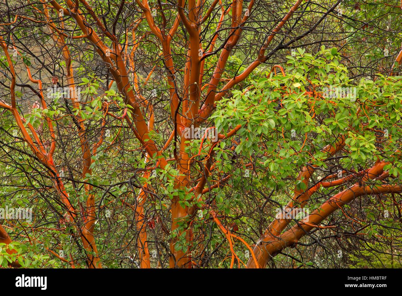 Pacific Madrone High Resolution Stock Photography and Images - Alamy