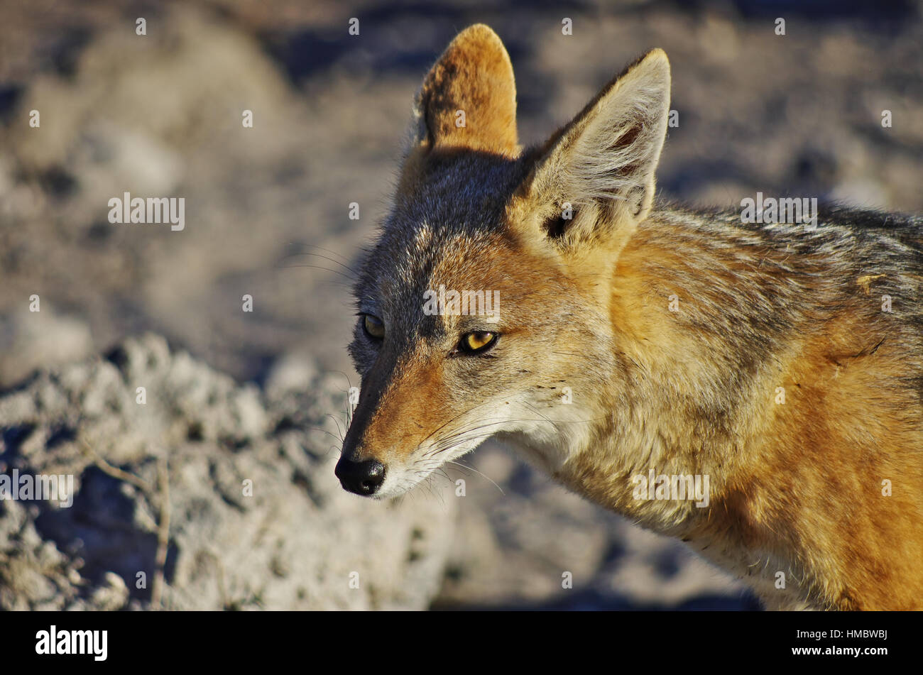 Wild animals of Africa in their environment: the Jackal Stock Photo - Alamy
