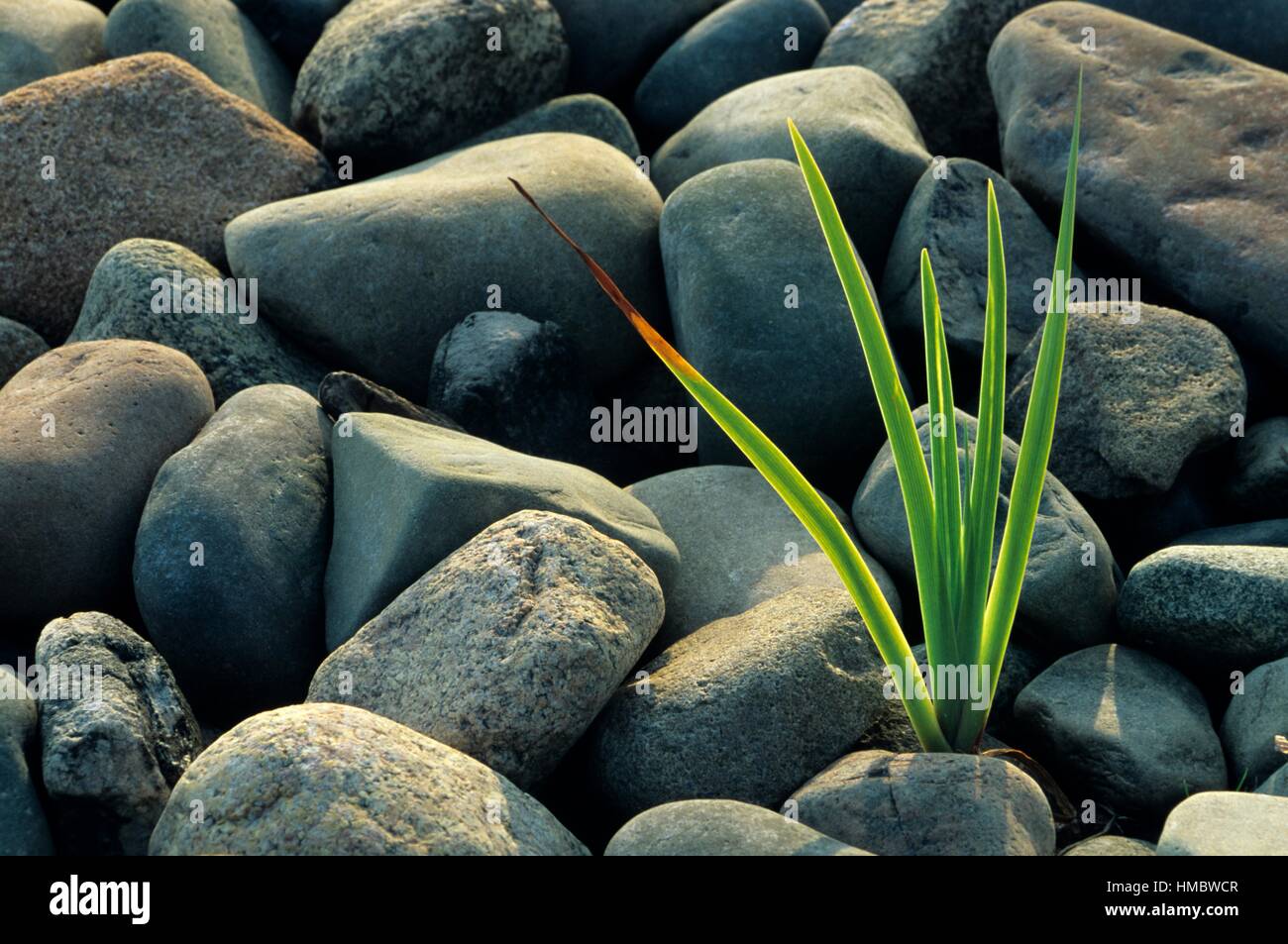 Native flag canada hi-res stock photography and images - Alamy