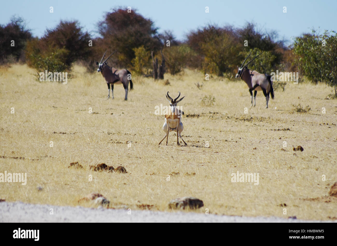 Wild animals of Africa in their environment: Gazelle defecating Stock ...