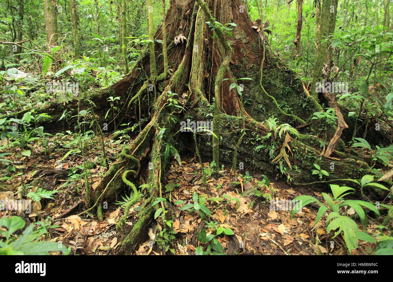 Selva del Parque Nacional Volcan Tenorio, Costa Rica Stock Photo - Alamy