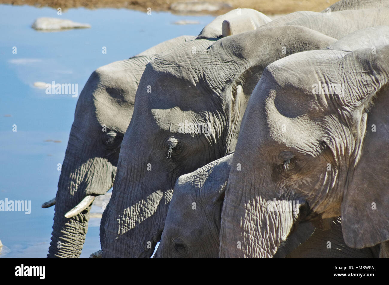 Elefante serengeti hi-res stock photography and images - Alamy