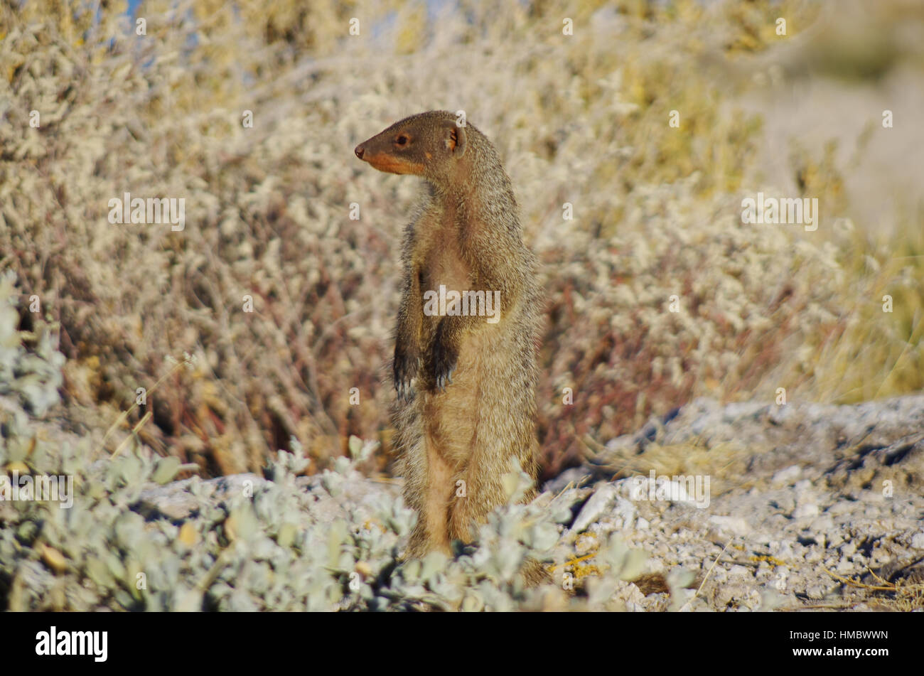 Wild animals of Africa in their environment: standing Mongoose acting ...