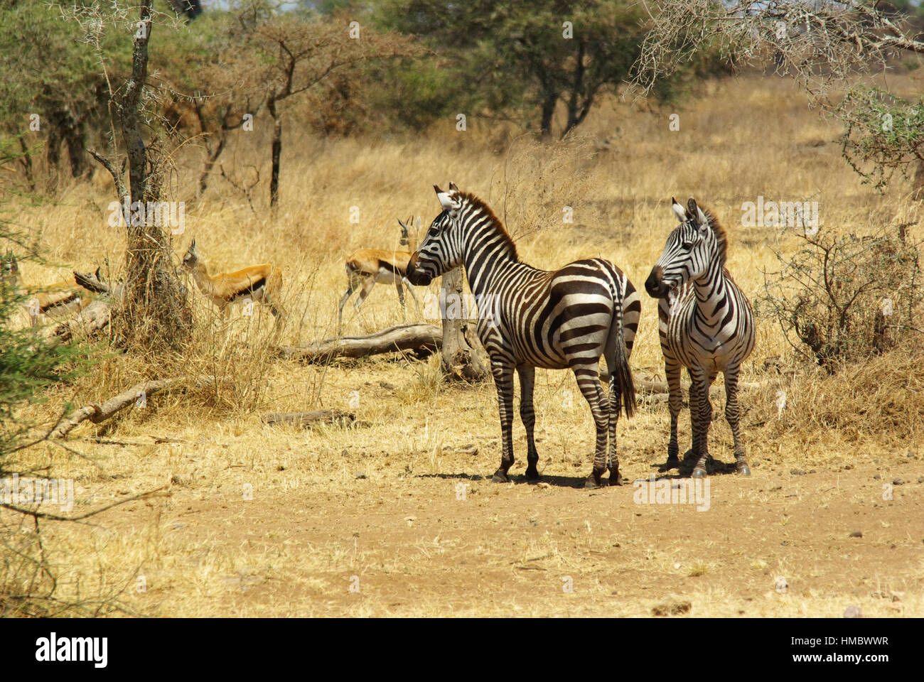 Wild animals of Africa in their environment: two zebras Stock Photo - Alamy