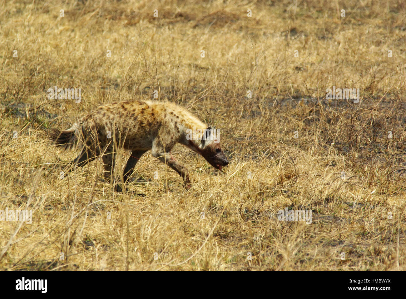 Wild animals of Africa in their environment: Hyena Stock Photo - Alamy