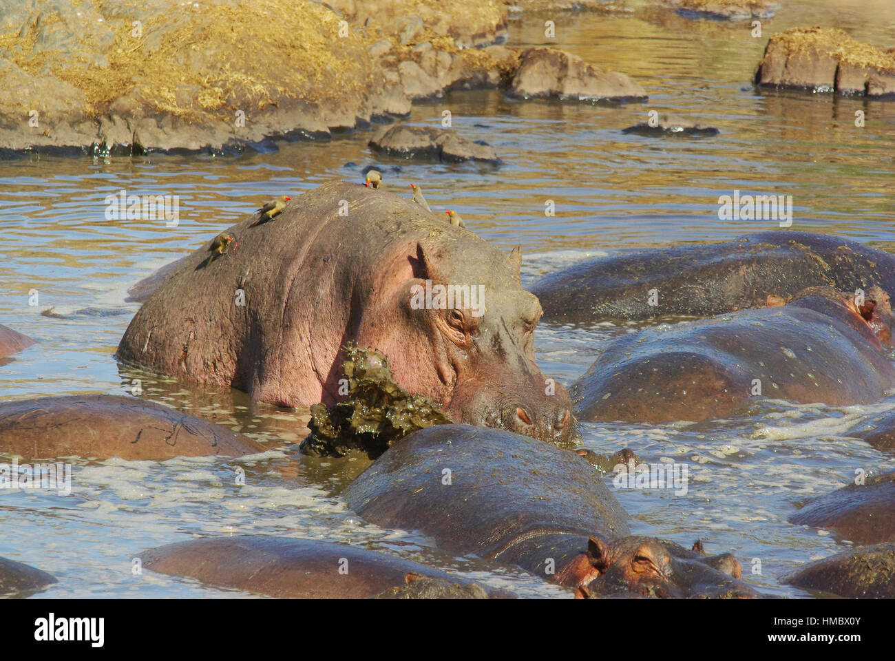 Wild animals of Africa in their environment: Hippos in the pond Stock ...