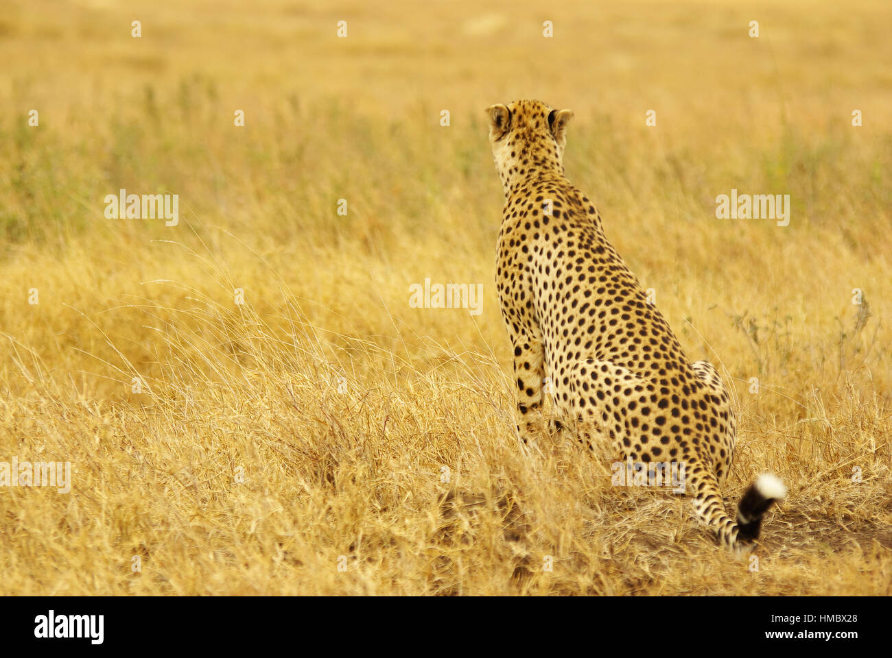 Wild animals of Africa in their environment: Cheetah, the fastest ...