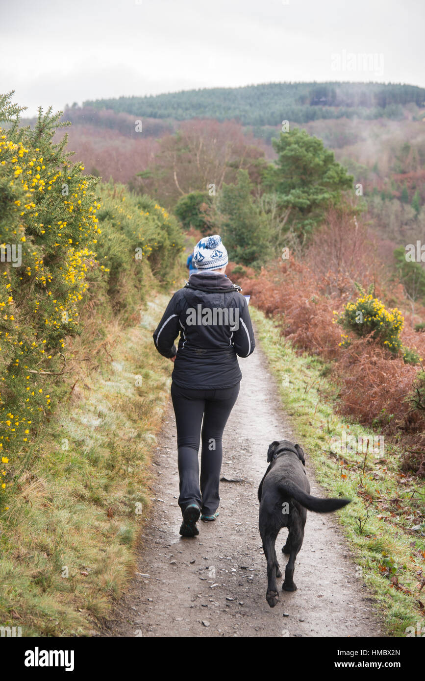 Black labrador on walk Stock Photo - Alamy