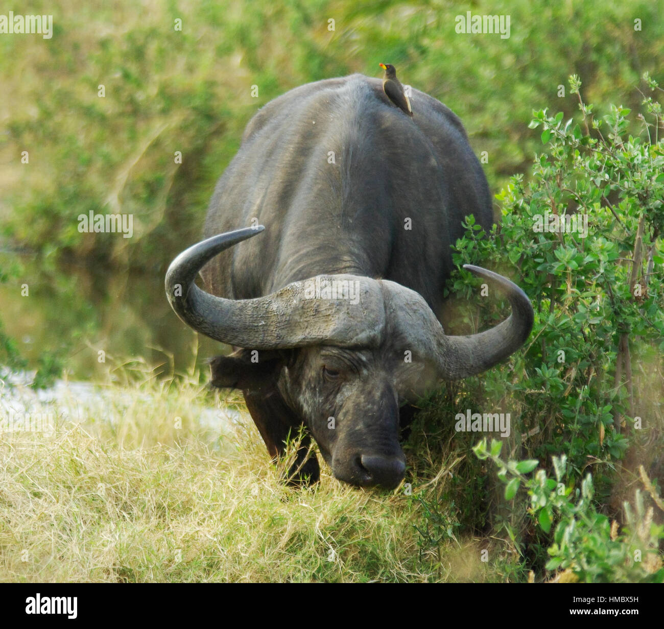 Wild animals of Africa in their environment: african buffalo Stock ...