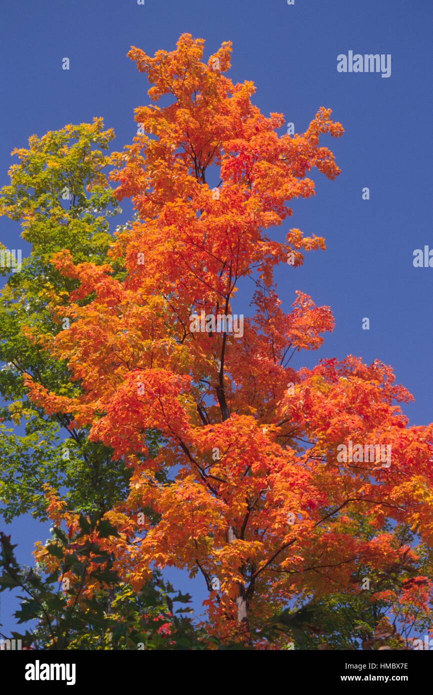 Sugar maple, Elk State Forest, Pennsylvania Stock Photo - Alamy
