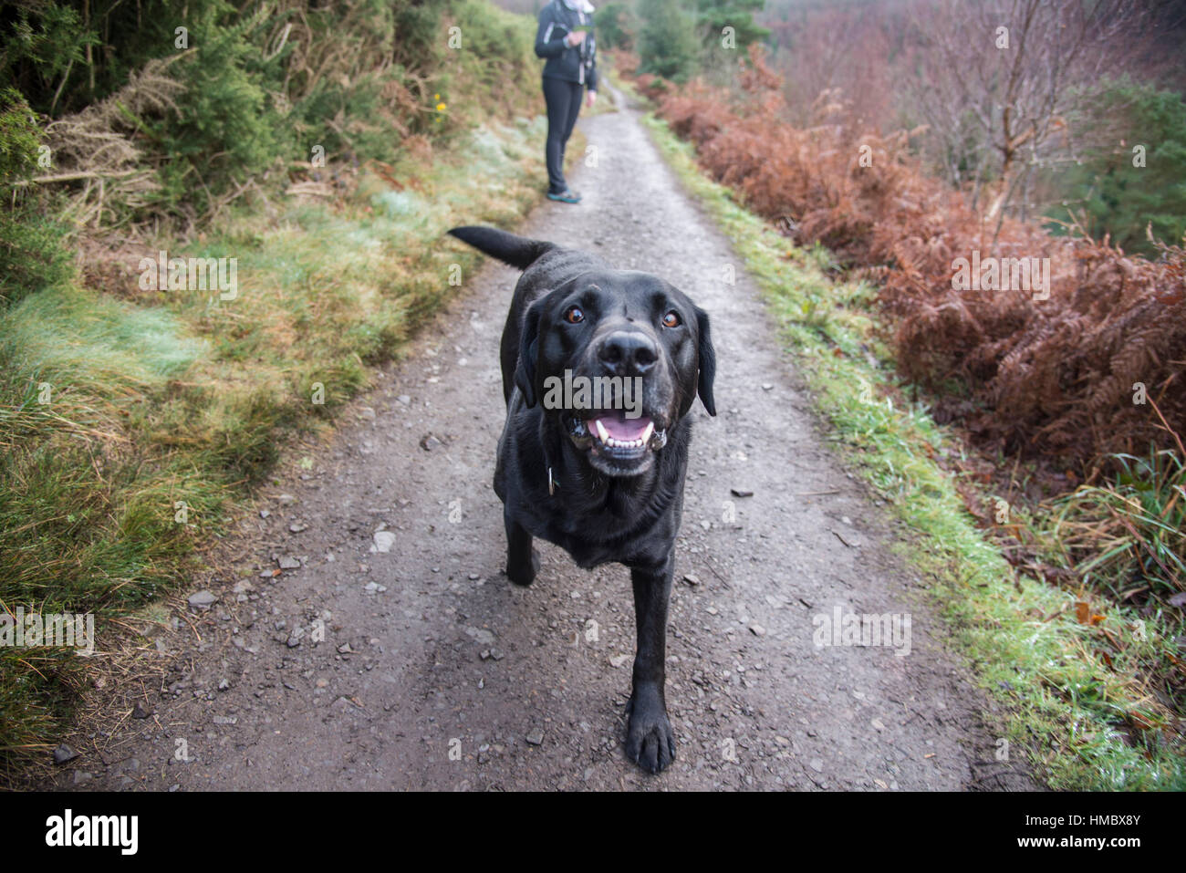 Black labrador on walk Stock Photo - Alamy