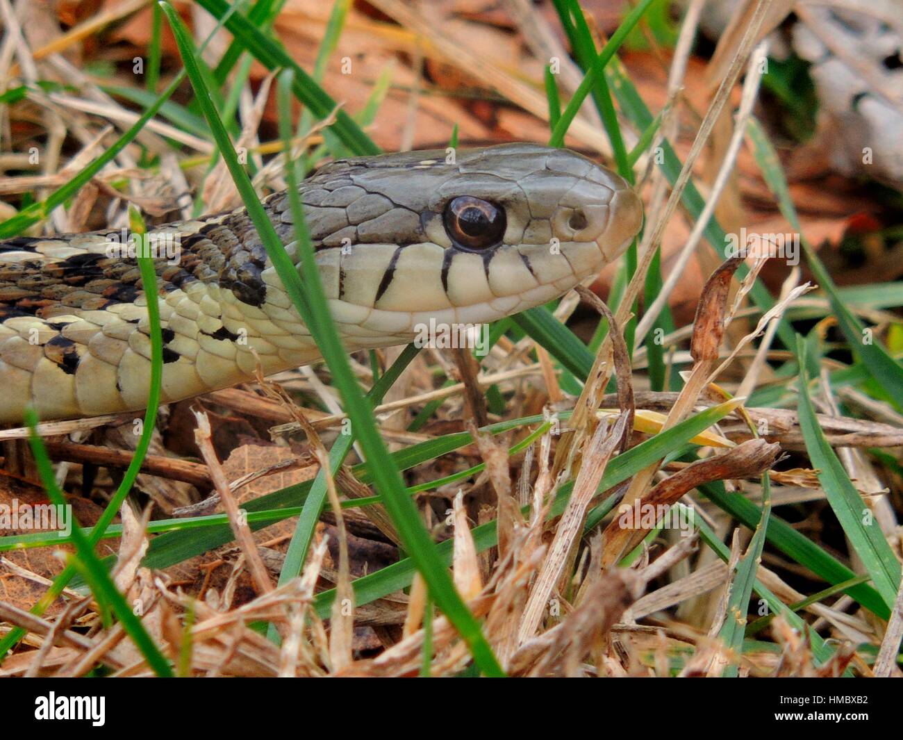 Garter snake grass hi-res stock photography and images - Alamy