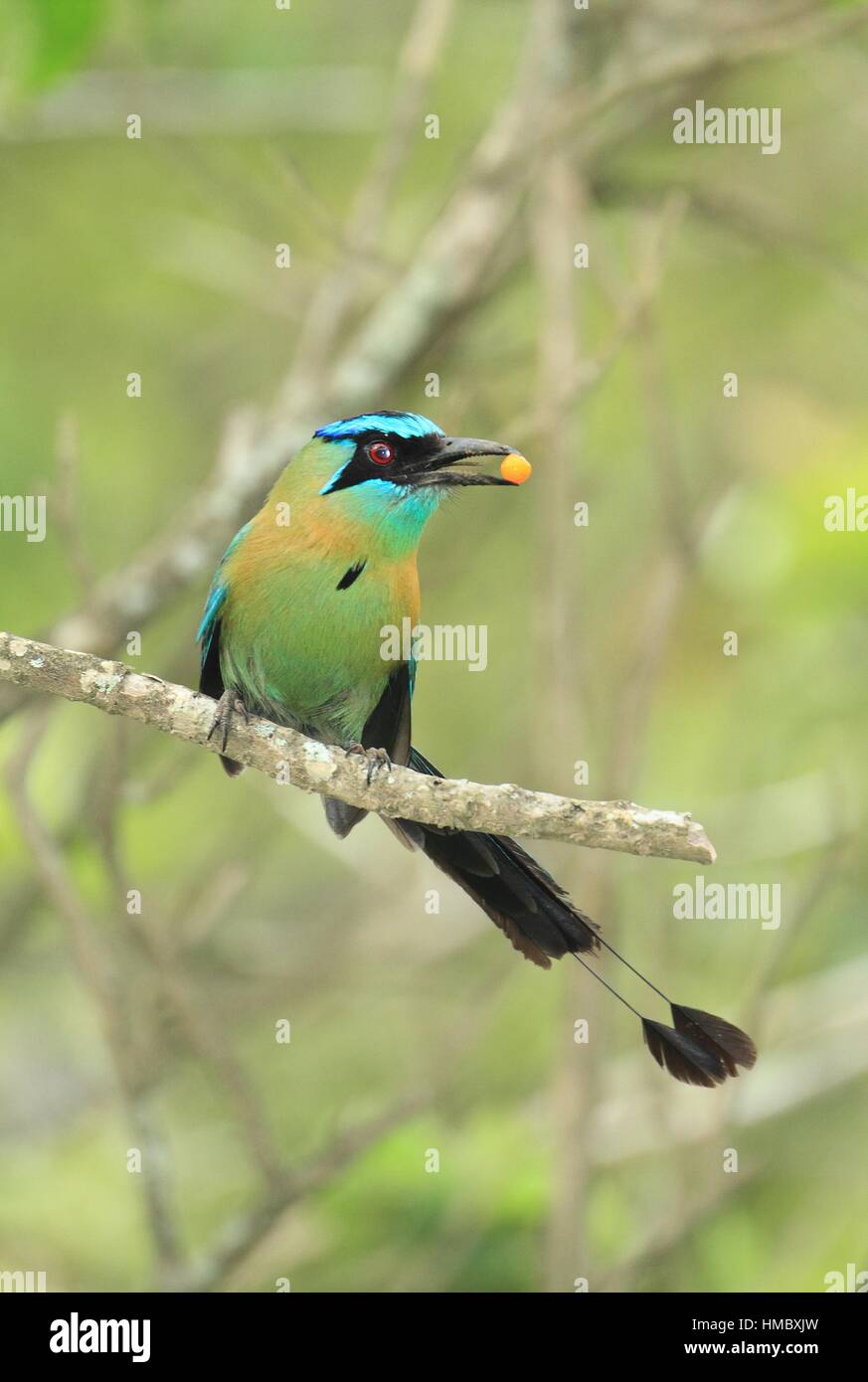 Momoto Común (Momutos momota) en la reserva biologica de monteverde ...