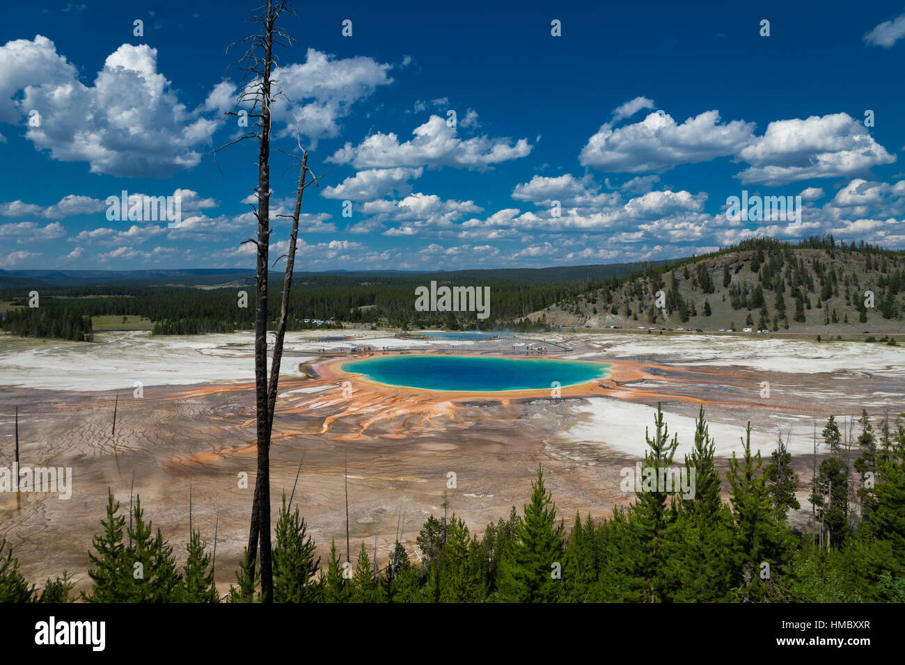 Grand prismatic spring bison hi-res stock photography and images - Alamy