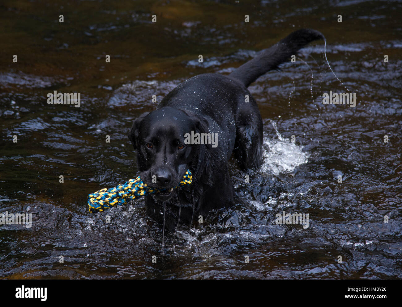 Black labrador swimming hi-res stock photography and images - Alamy