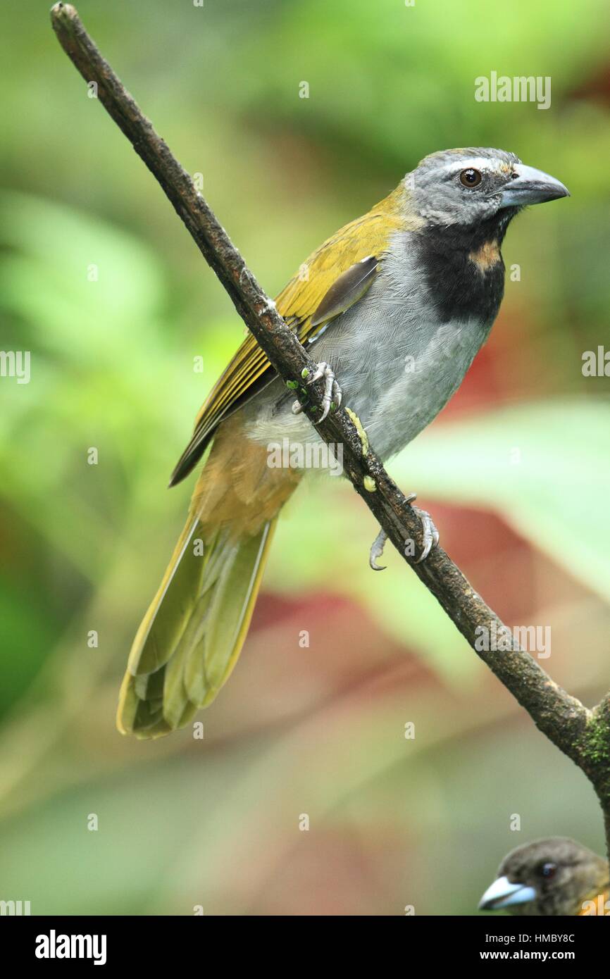 Parque nacional el arenal hi-res stock photography and images - Alamy