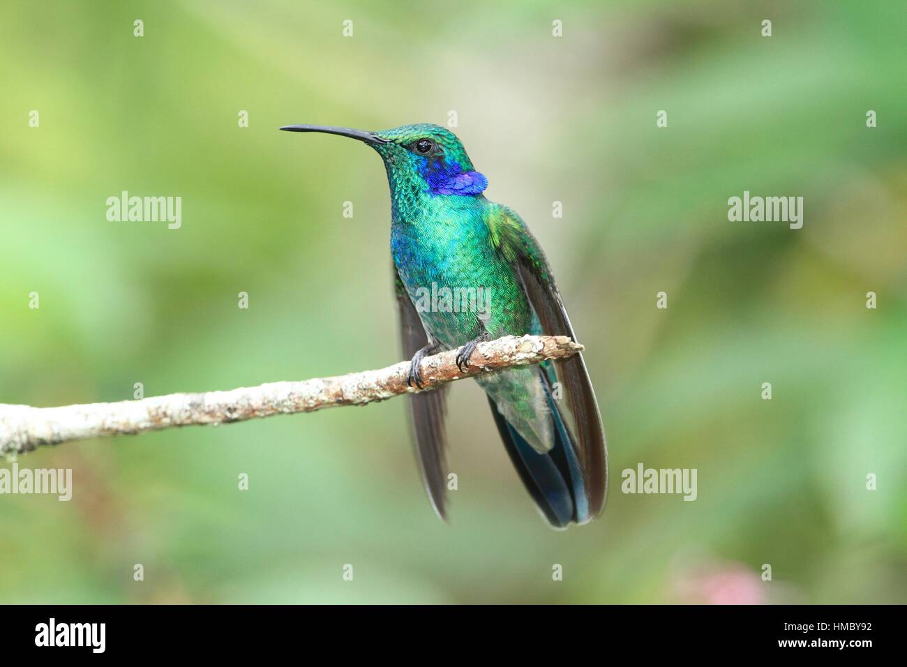 Colibri verde hi-res stock photography and images - Alamy