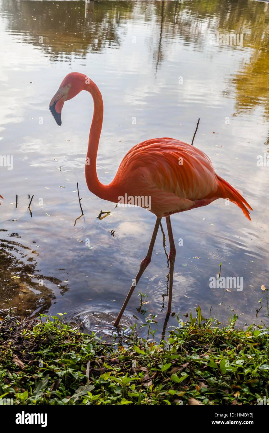 Flamingo wading in water at Lion Country Safari Stock Photo - Alamy