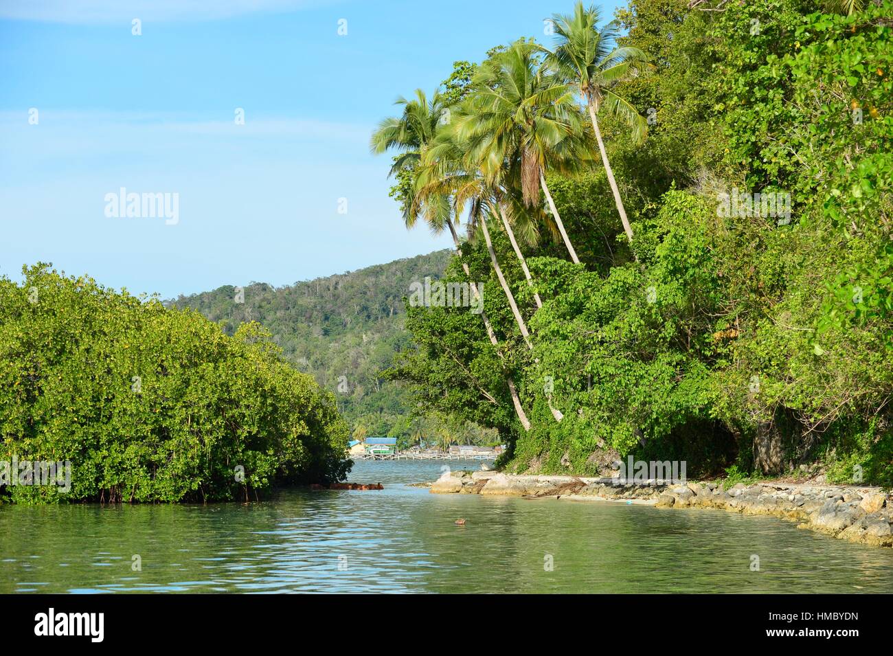 Palm trees at Raja Empat islands,Indonesia Stock Photo - Alamy