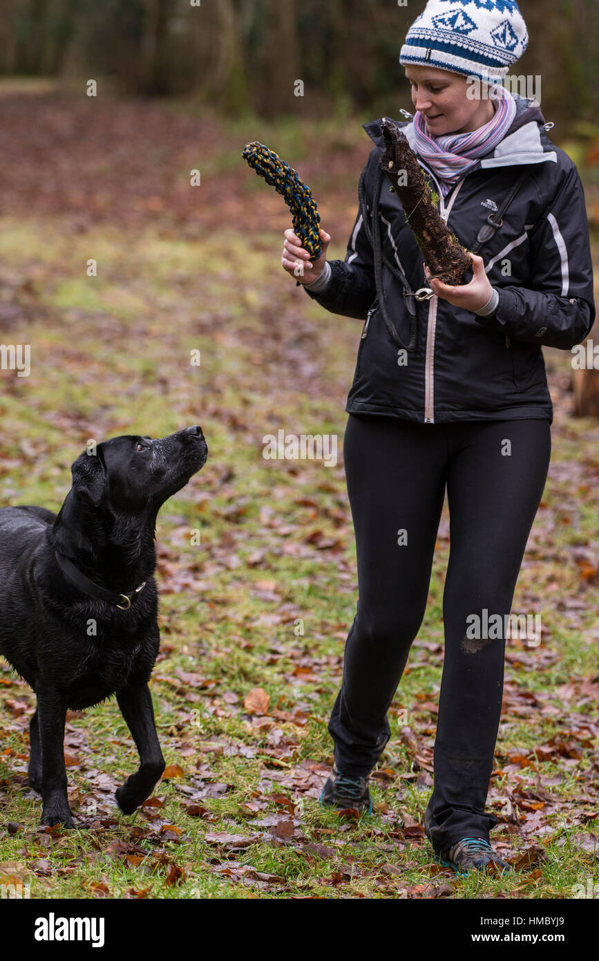 Black labrador on walk Stock Photo - Alamy
