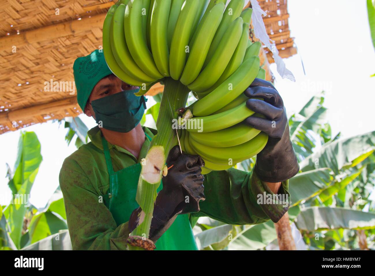 Peru, Sulliana, banana farming Stock Photo - Alamy