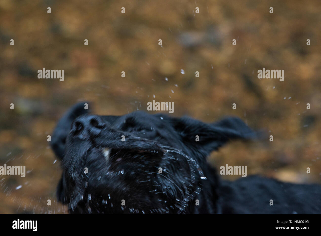 Black labrador shakes water off Stock Photo - Alamy