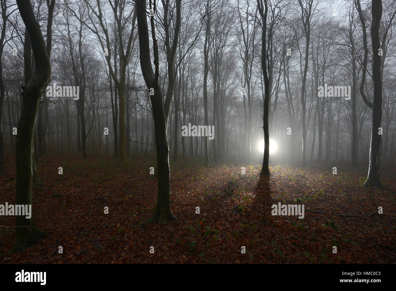 Mysterious light in a cold misty wood Stock Photo - Alamy