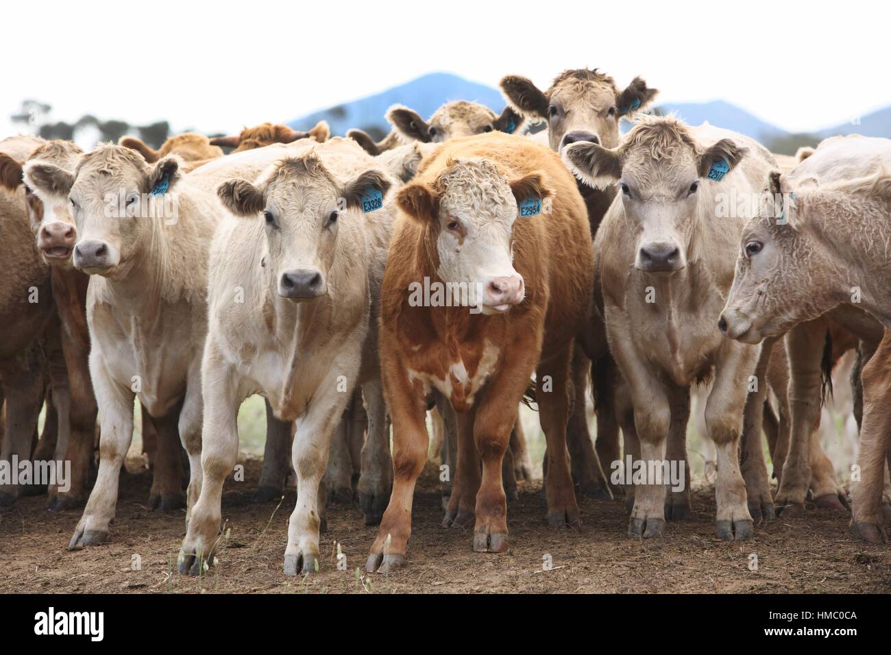 Cattle on a farm in western victoria hi-res stock photography and ...